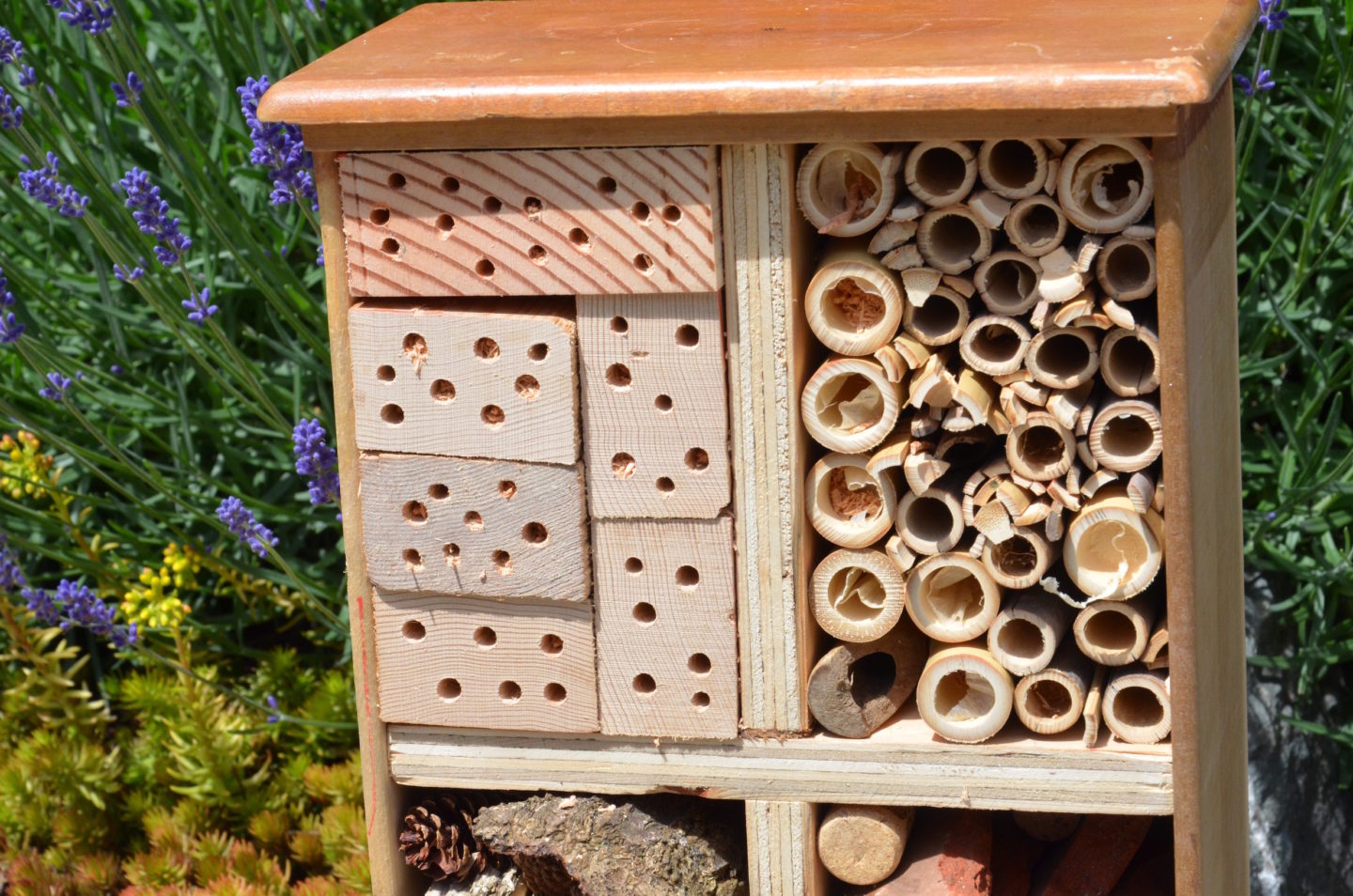 Critters Buggin': A kids guide to building an insect hotel | The RE Store